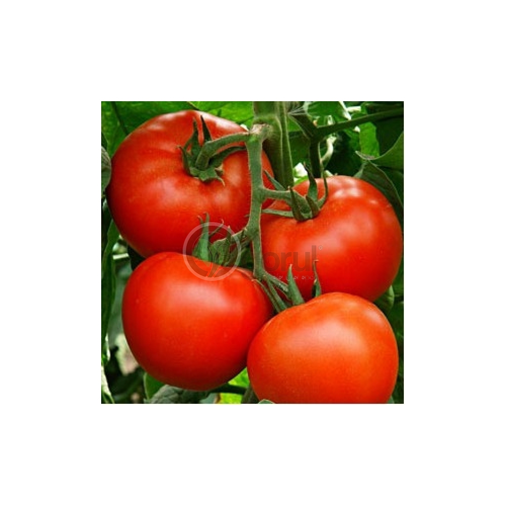 Seminte tomate Arletta F1(500 seminte), Seminis pret 115.55 Lei - Ogorul.ro