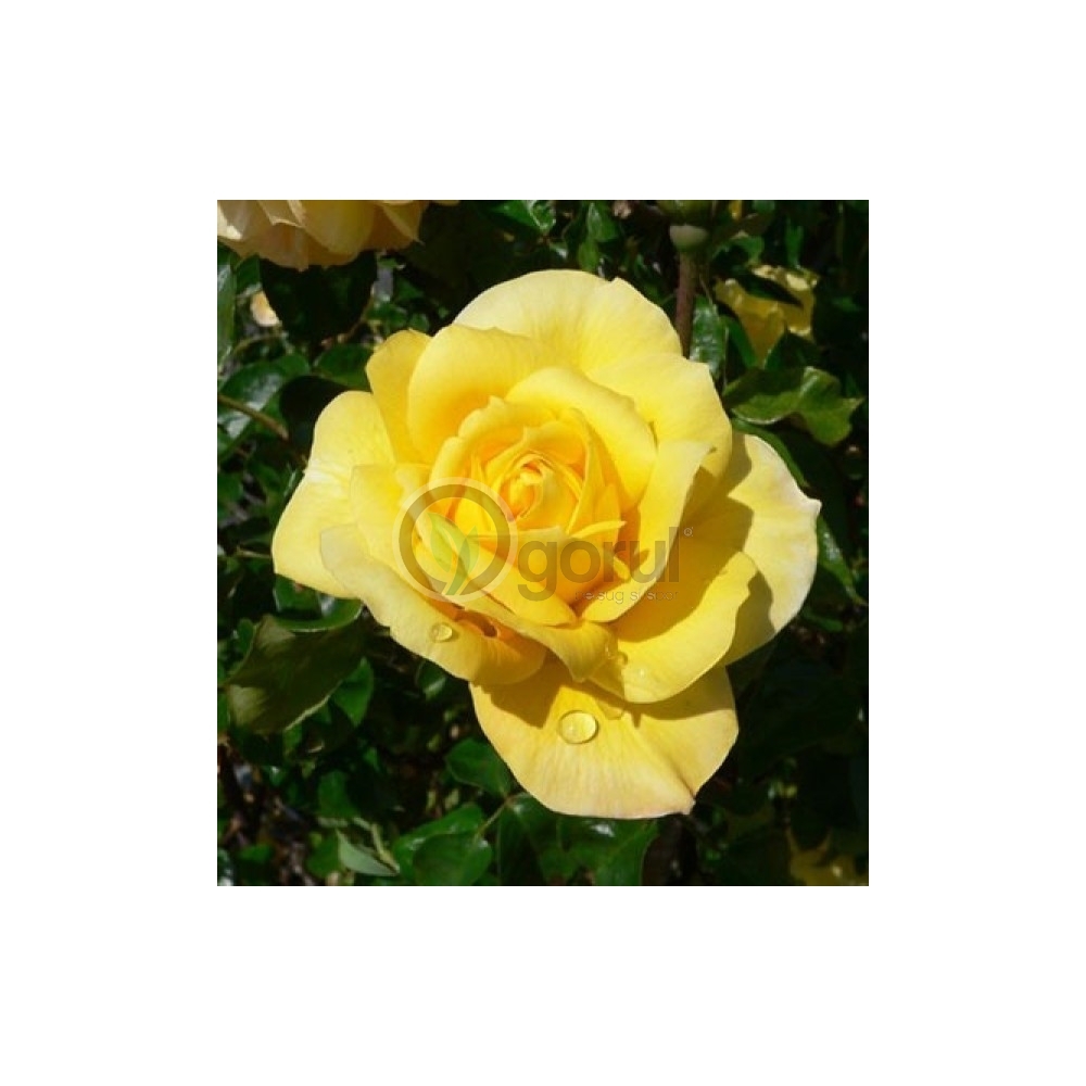 Trandafir pomisor, cu flori de culoare galben, Golden Delight, Famous ...