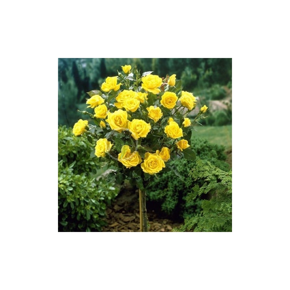 Trandafir pomisor, cu flori de culoare galben, Golden Delight, Famous ...