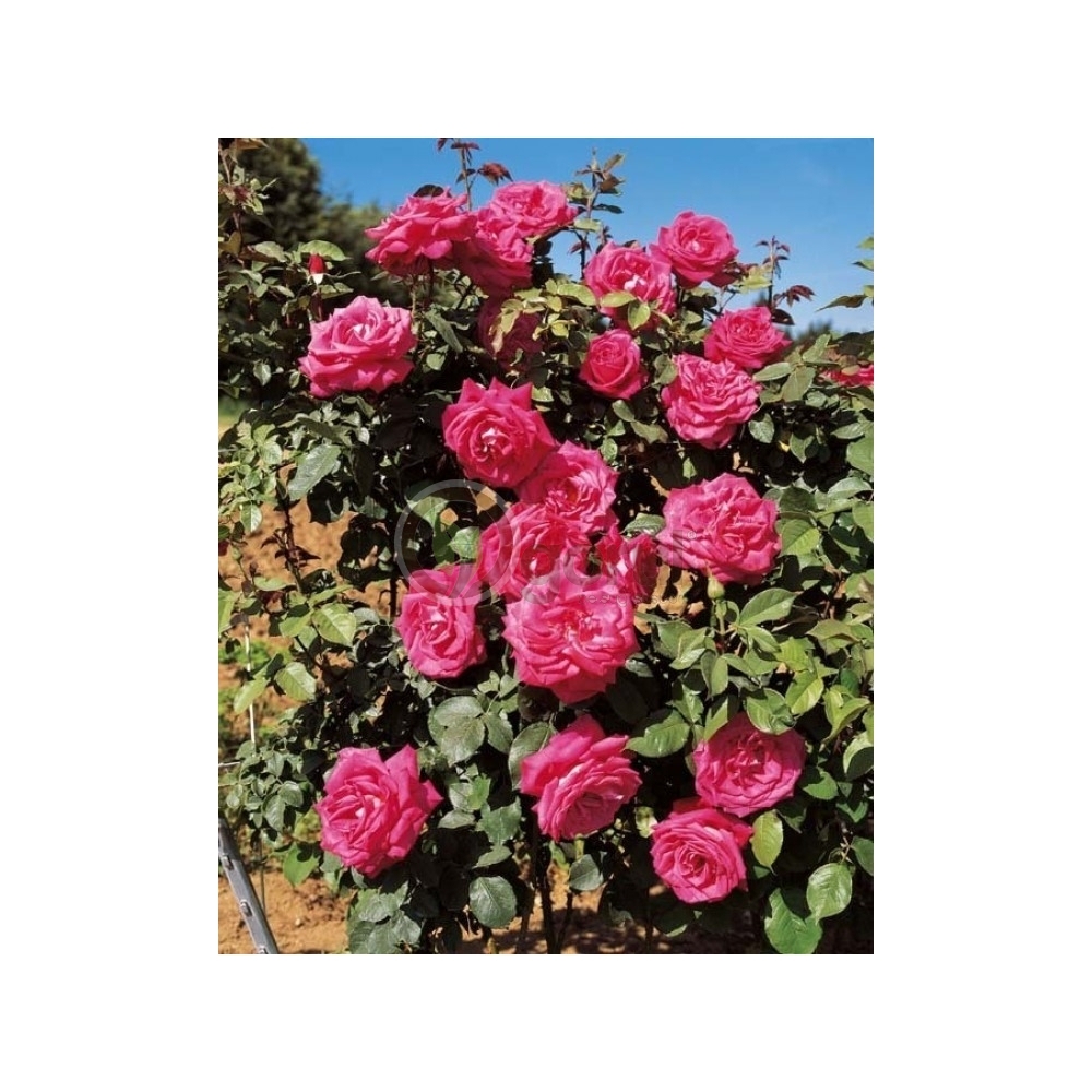 Trandafir urcator, cu flori de culoare roz magenta, Lolita Lempicka ...
