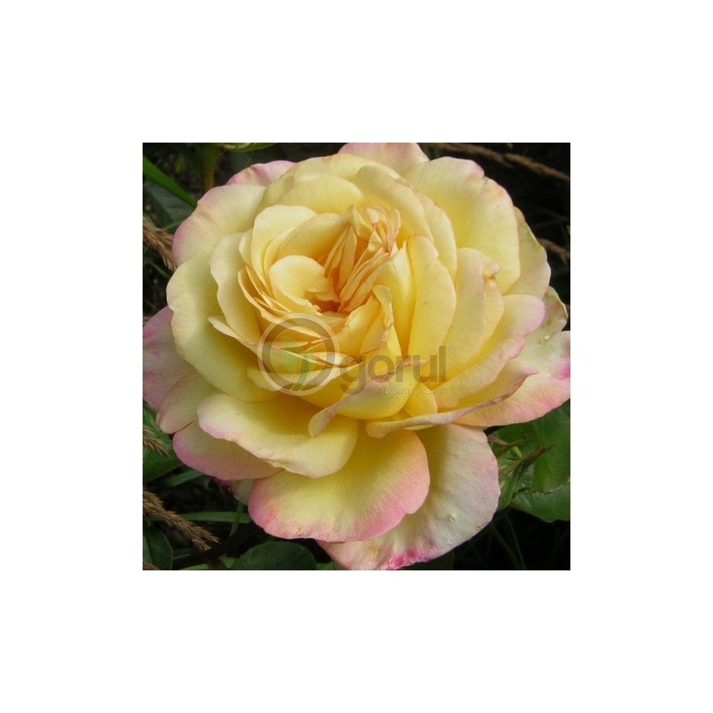 Trandafir cu flori mari, de culoare galben cu alb si roz, Mitsouko ...