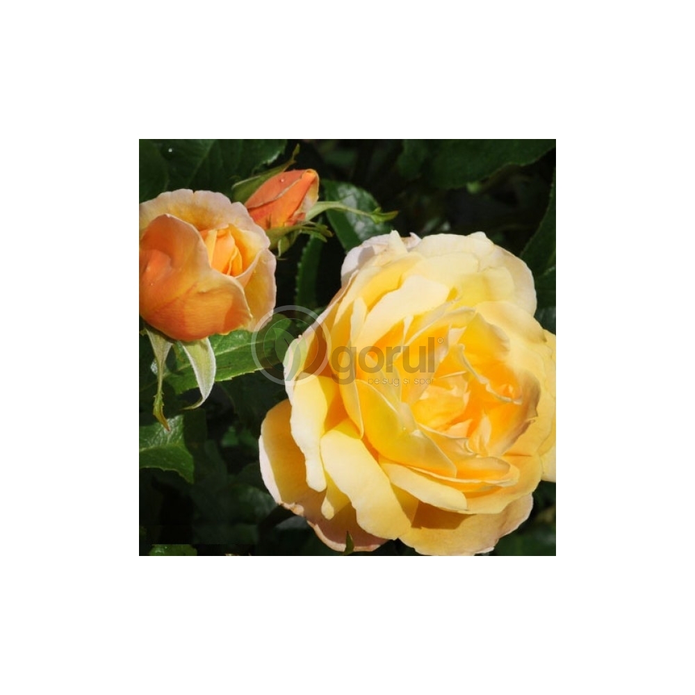 Trandafir urcator, cu flori de culoare galben, Soleil Vertical, Delbard ...